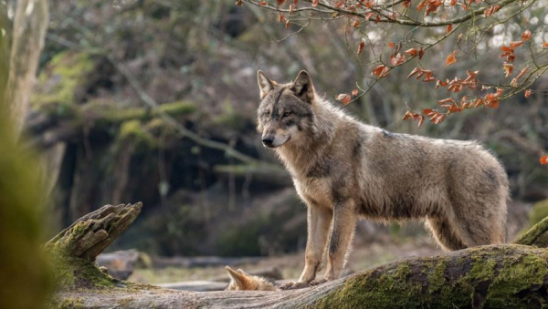 Охотники в Латвии хотят отстреливать на 100 волков больше | BB.LV